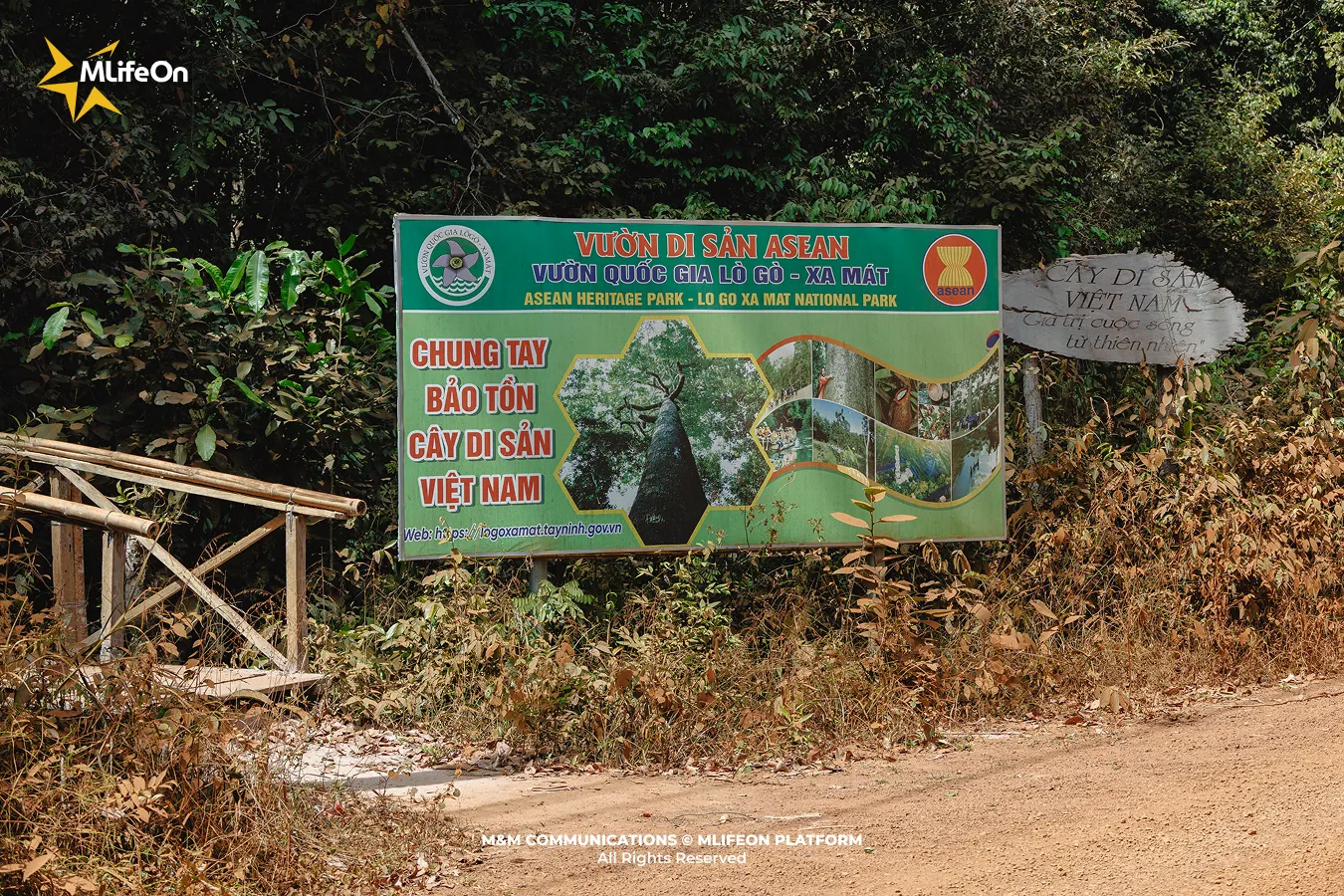VIETNAMESE FORESTS - THE GREEN LUNGS OF THE HOMELAND | MLifeOn ...