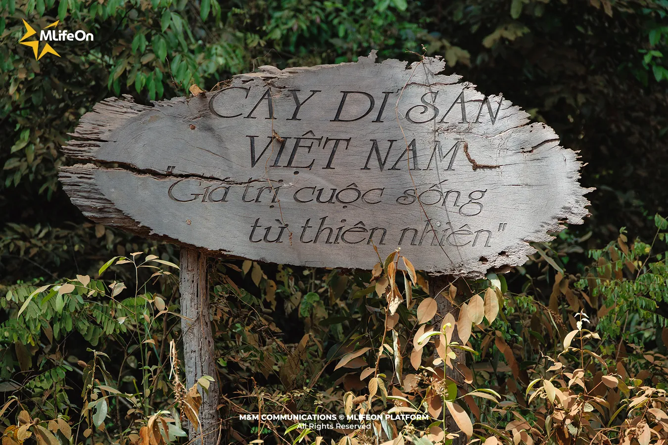 VIETNAMESE FORESTS - THE GREEN LUNGS OF THE HOMELAND | MLifeOn ...